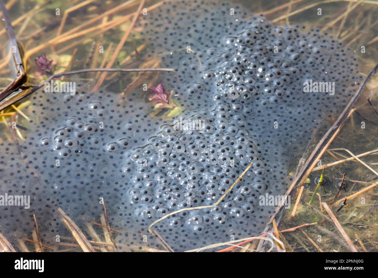 Frog spawn in the water Stock Photo - Alamy