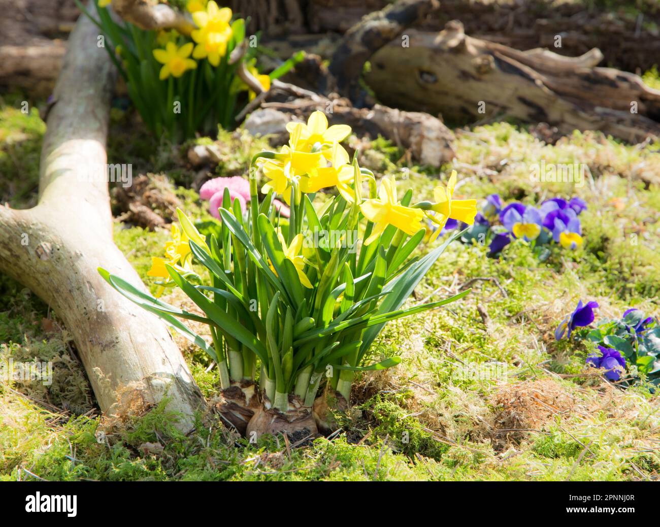 Daffodils and other spring flowers in the park Stock Photo - Alamy
