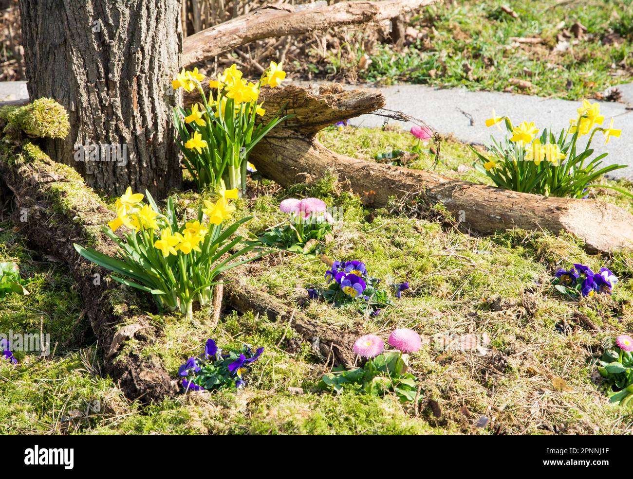 Daffodils and other spring flowers in the park Stock Photo - Alamy