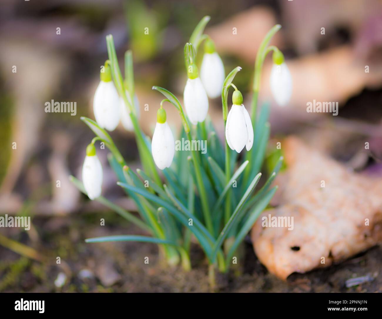 Group of snowdrop flowers in spring Stock Photo - Alamy