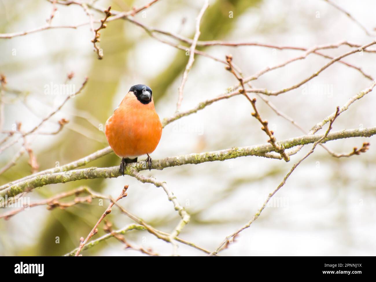 Tree finches hi-res stock photography and images - Alamy