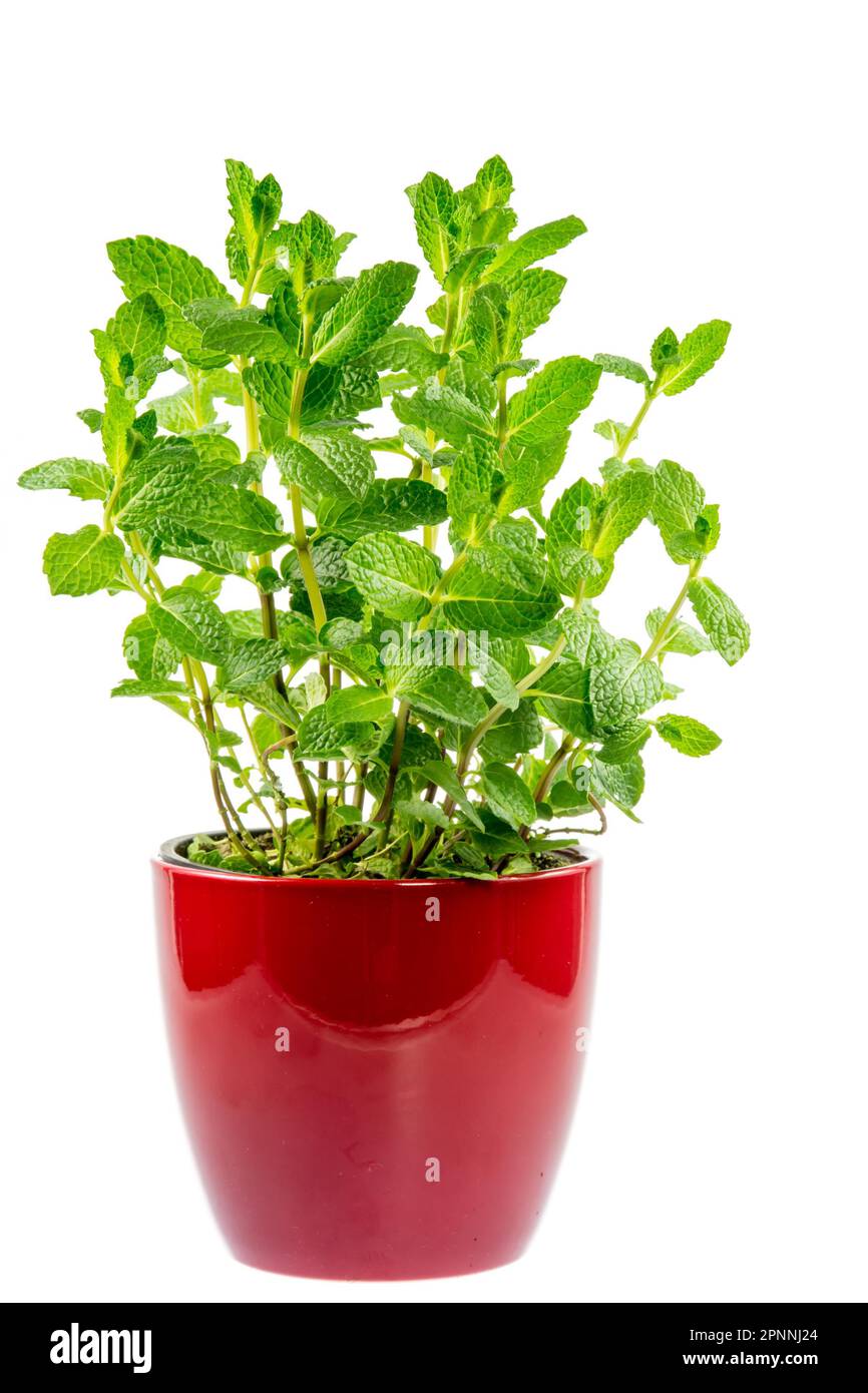 Fresh mint plant in a ceramic pot isolated on white Stock Photo - Alamy