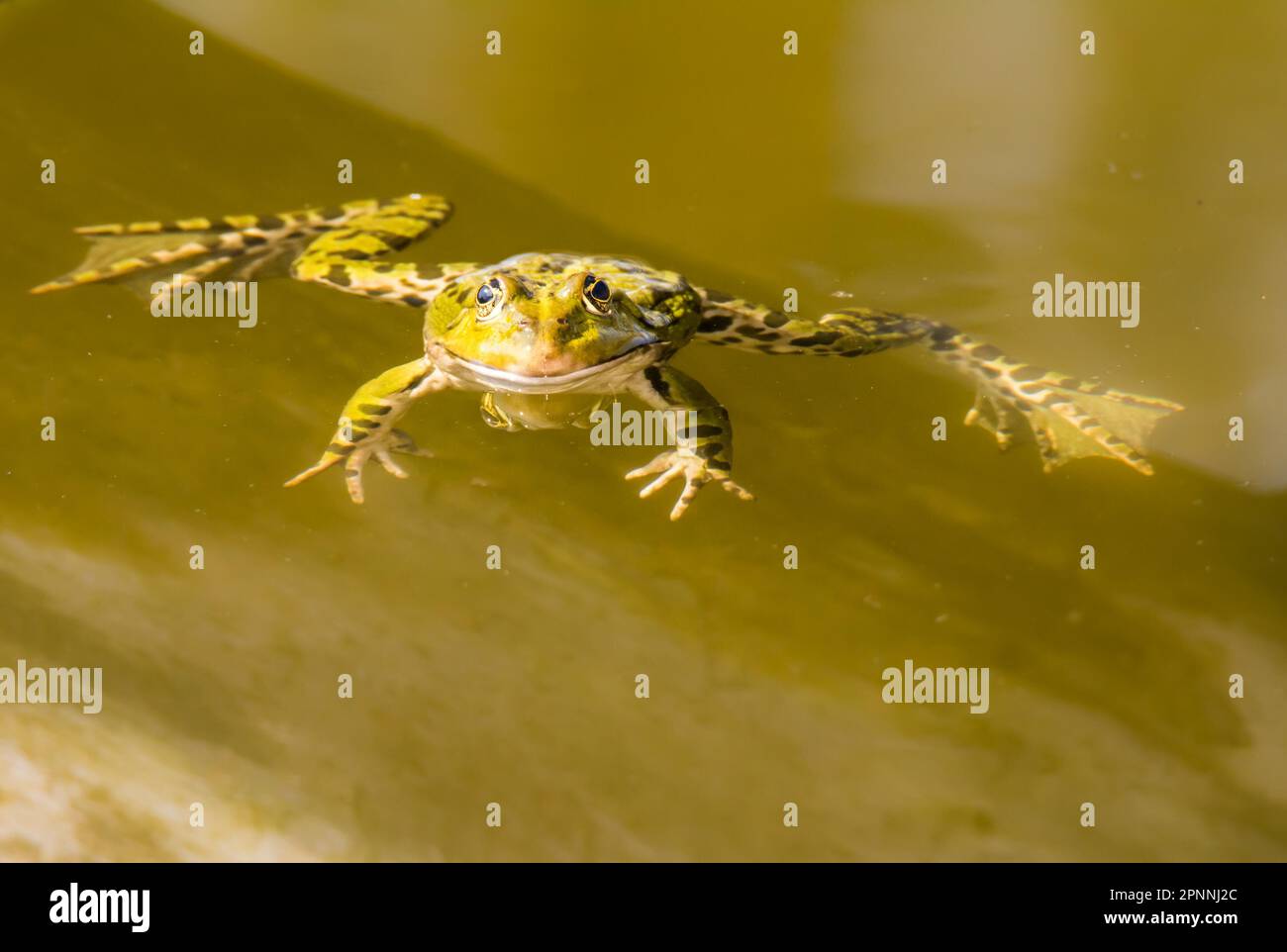 Green frog swimming in the water of a pond Stock Photo - Alamy