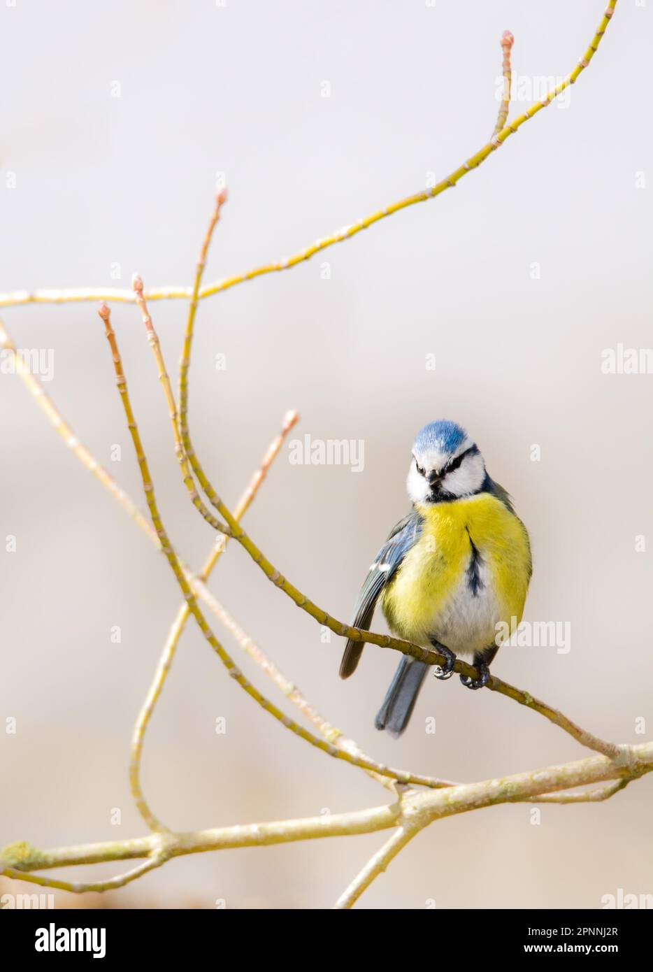 Blue tit bird sitting on the twig of a tree Stock Photo - Alamy