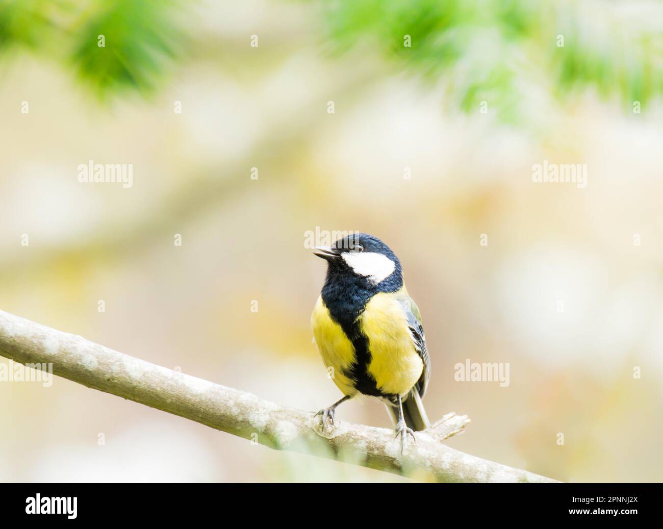 Great Tit (parus major) bird sitting on a tree branch Stock Photo - Alamy