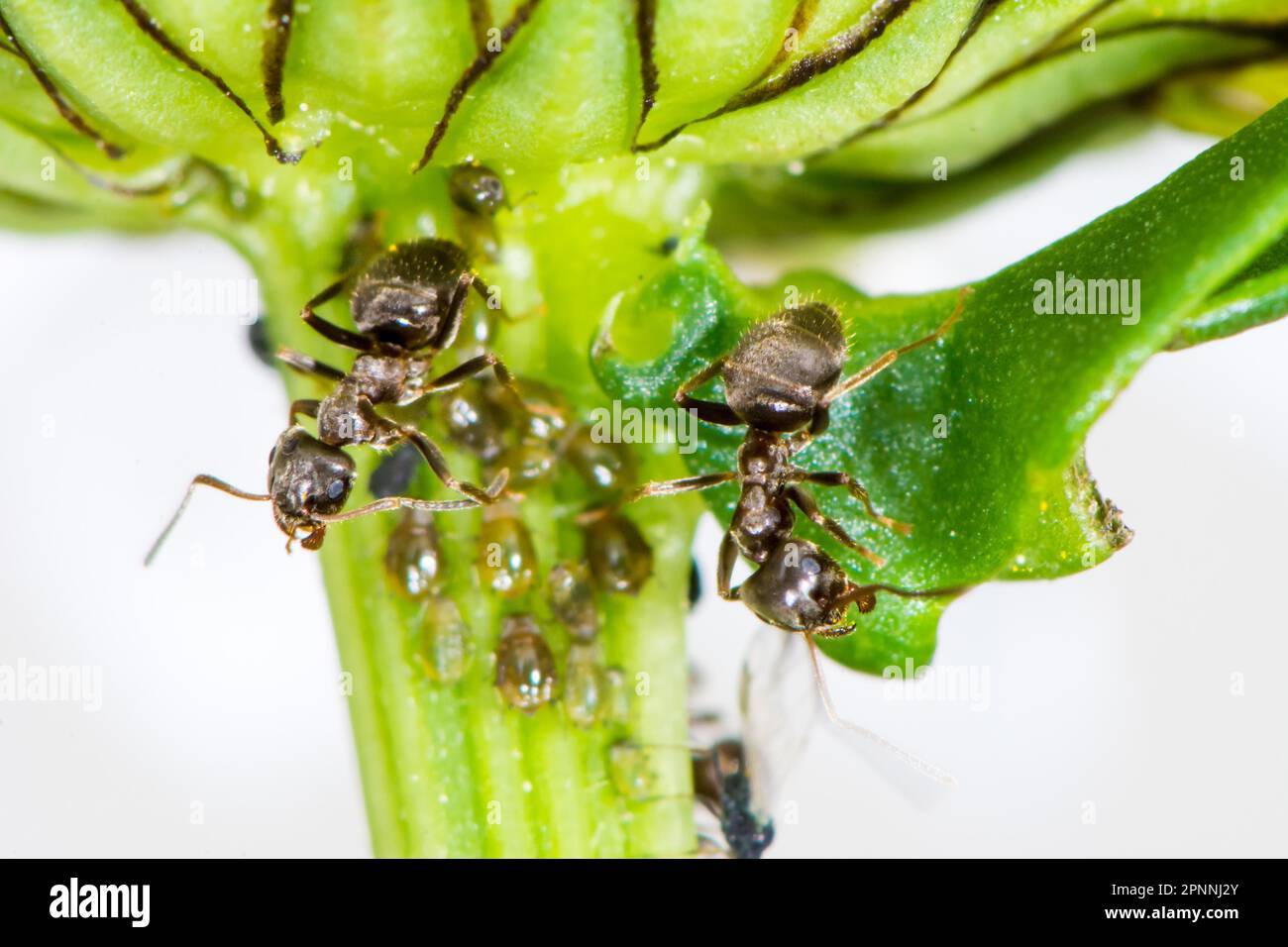 Lice and Ants on the stem of a flower Stock Photo - Alamy