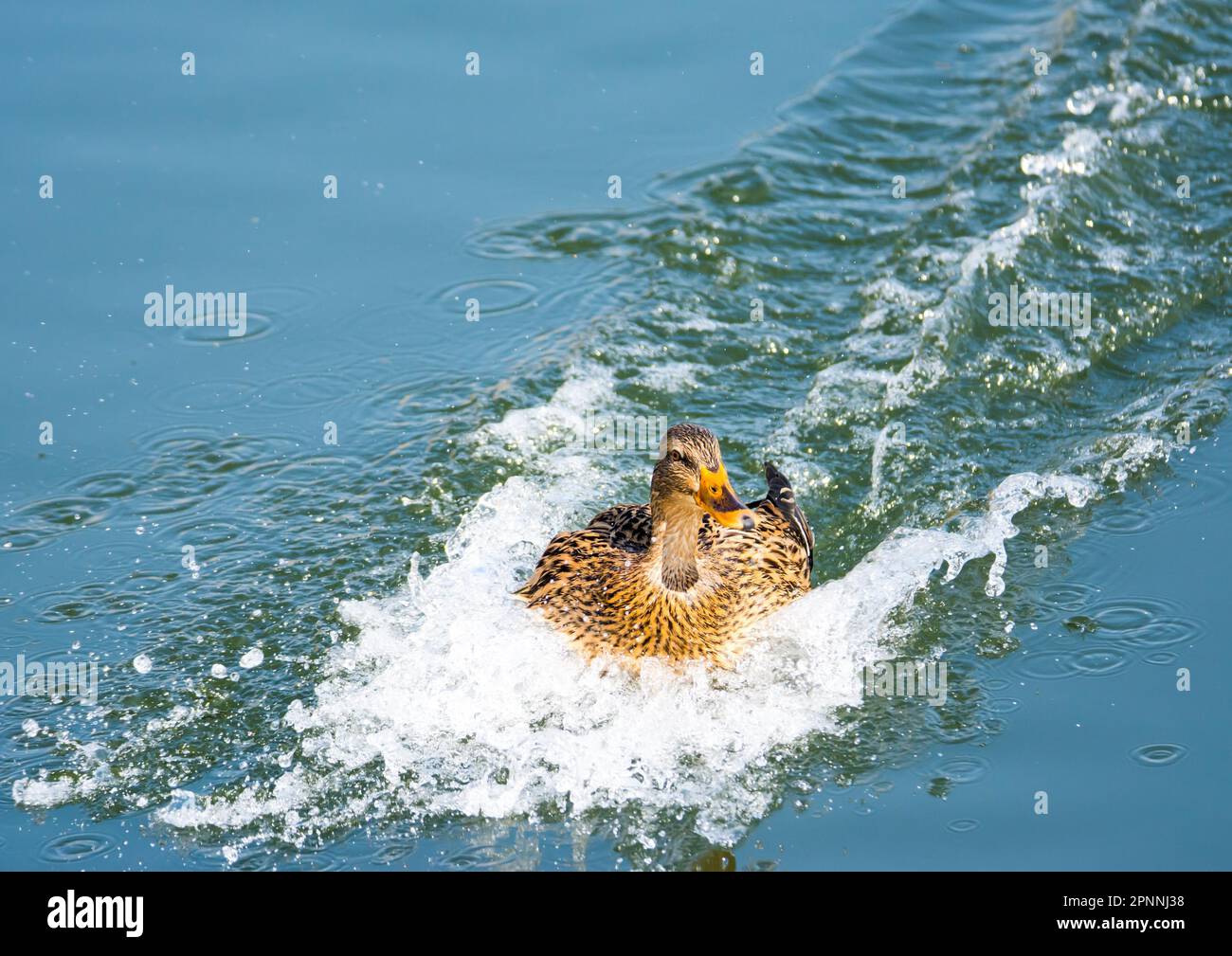Duck landing with full speed in the water Stock Photo - Alamy