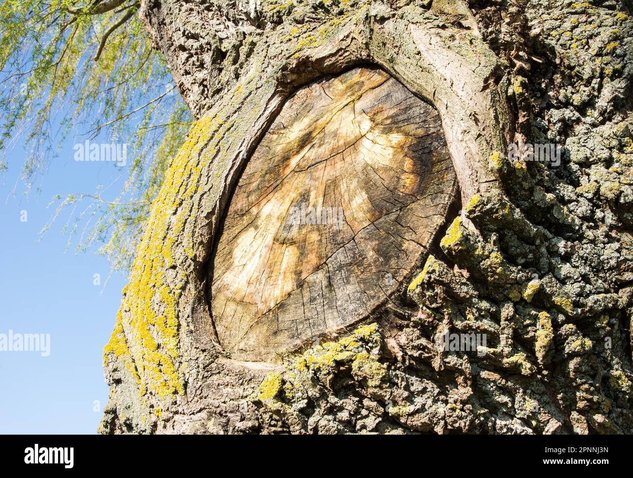 Detail of a weathered tree trunk with a cut branch Stock Photo - Alamy