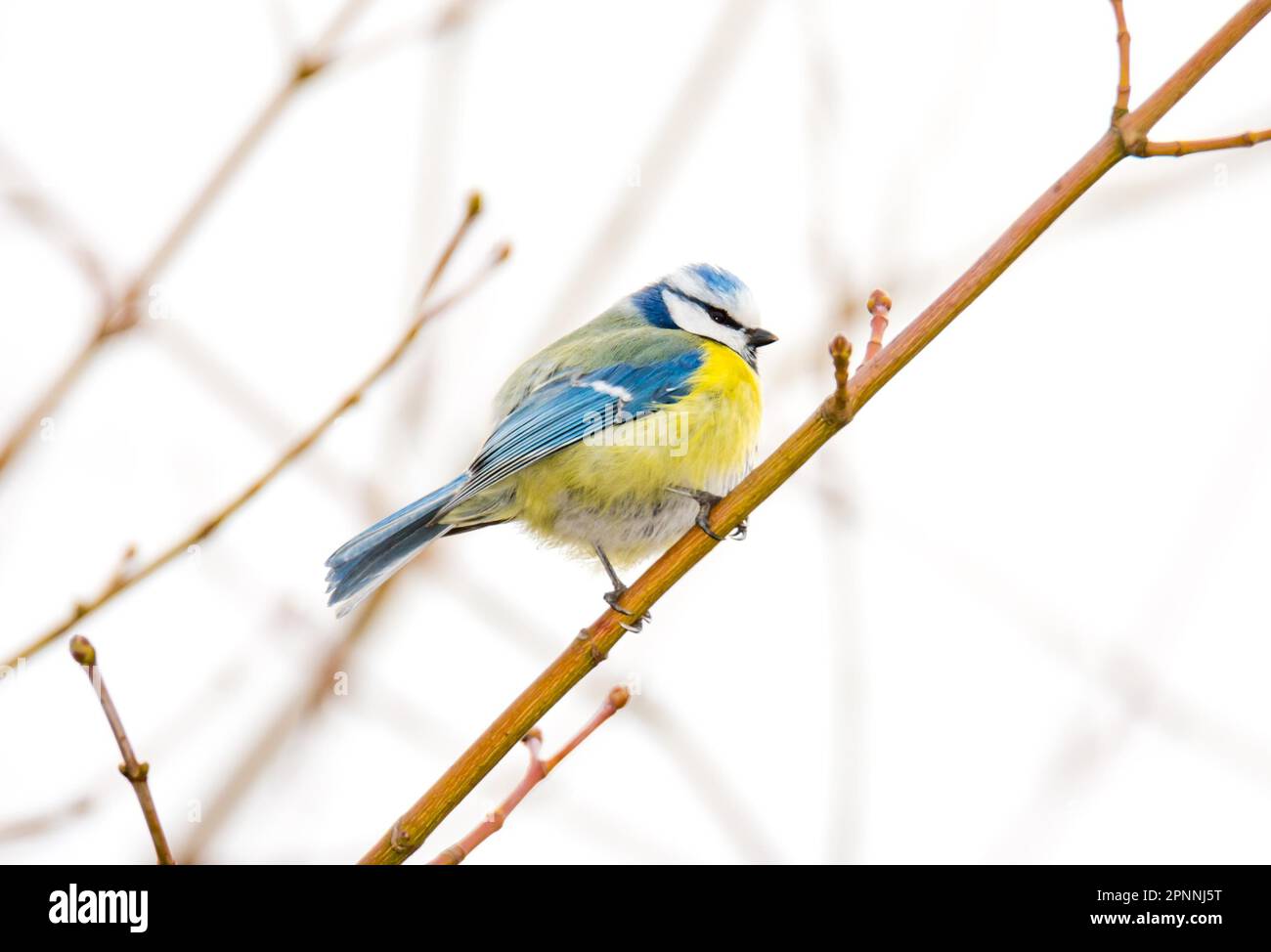 Blue tit bird sitting on the twig of a tree Stock Photo - Alamy