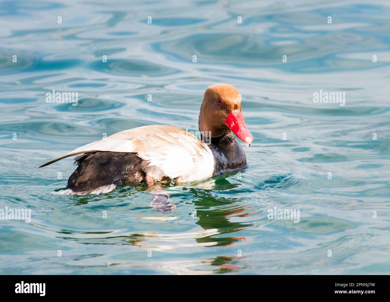 Red duck beak hi-res stock photography and images - Alamy