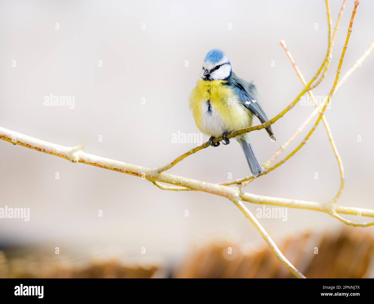 Blue tit bird sitting on the twig of a tree Stock Photo - Alamy