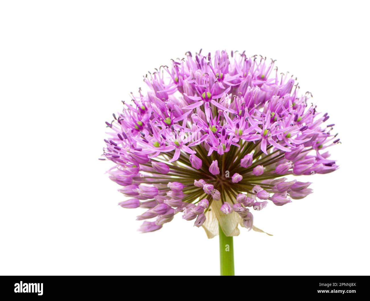 Purple giant onion (Allium Giganteum) flower Stock Photo - Alamy