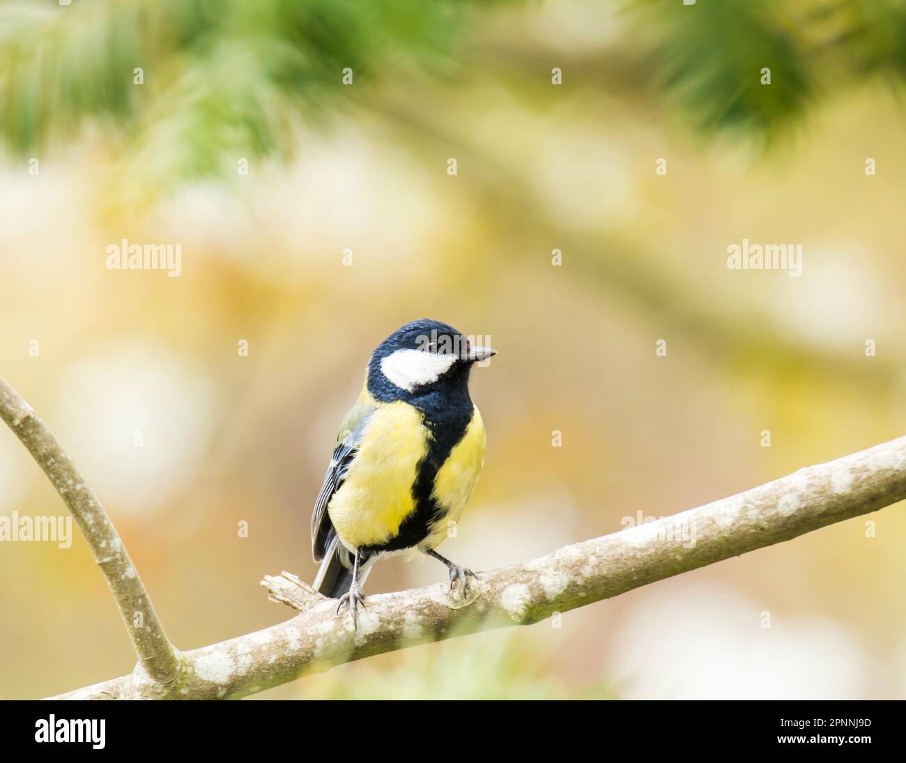Great Tit (parus major) bird sitting on a tree branch Stock Photo - Alamy