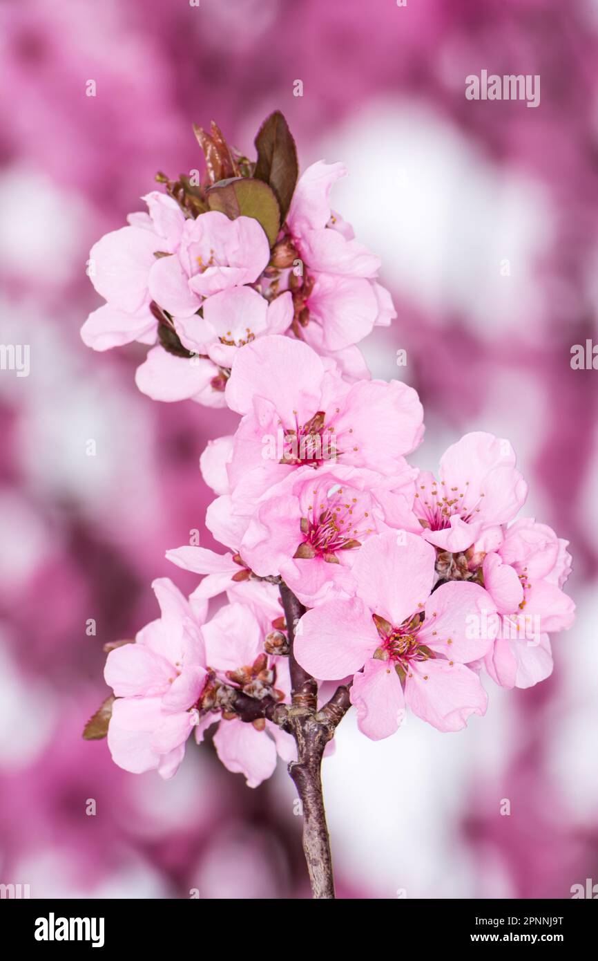 Flowering prunus blossoms branch prunus persica hi-res stock photography and images - Alamy
