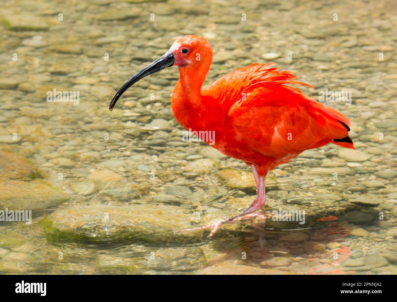 Ibis wading in water hi-res stock photography and images - Alamy