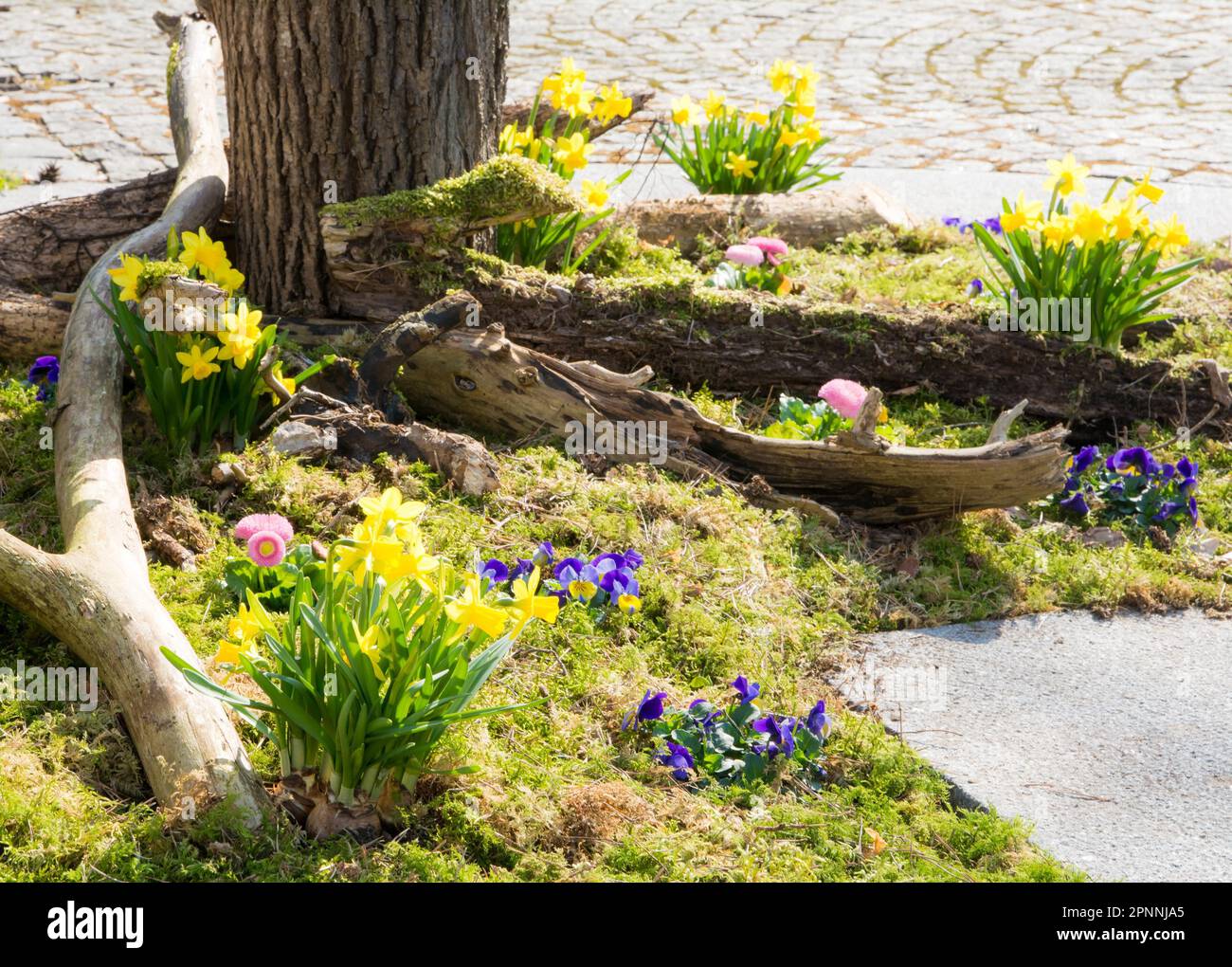Daffodils and other spring flowers in the park Stock Photo - Alamy