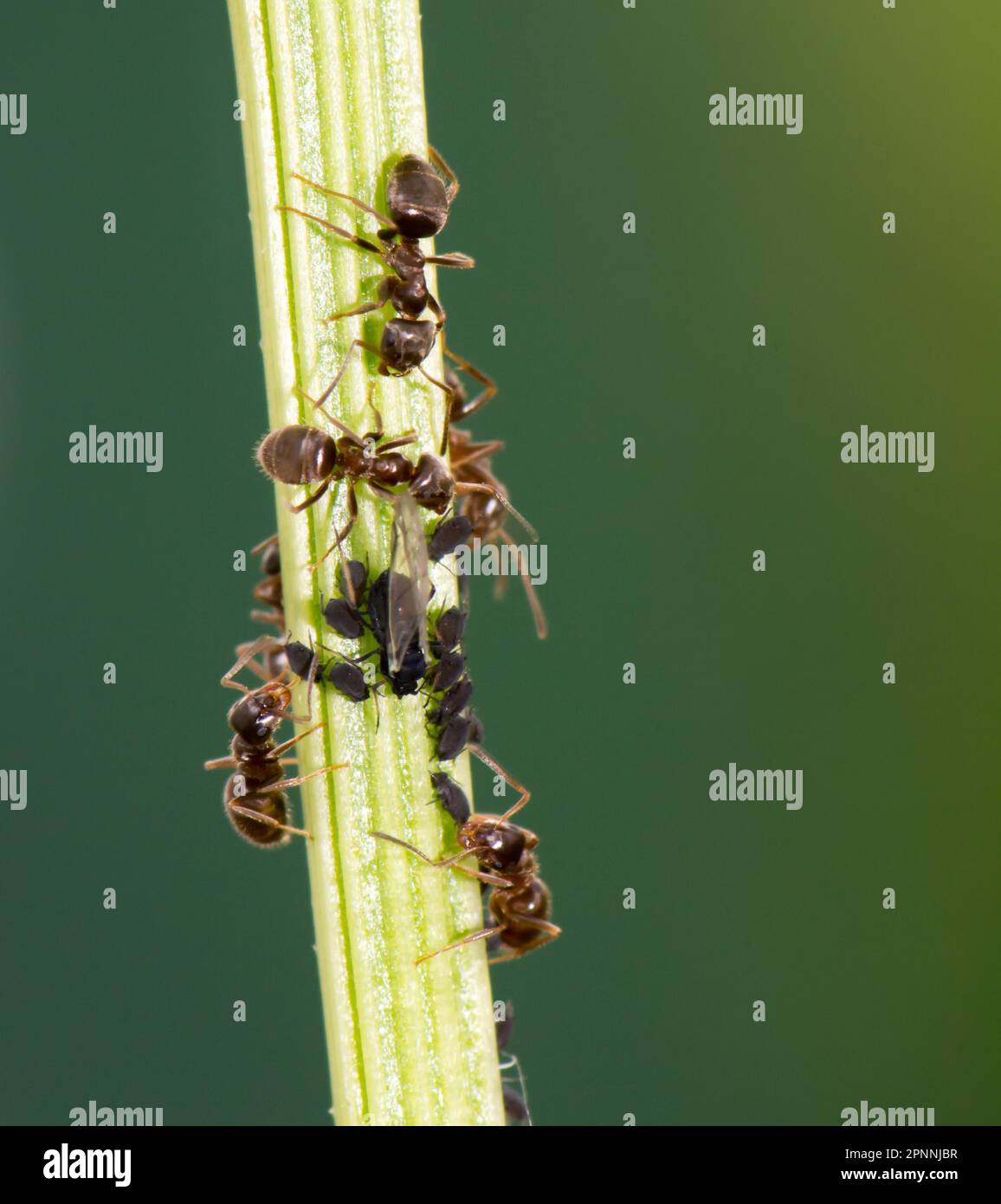 Lice and Ants on the stem of a flower Stock Photo - Alamy