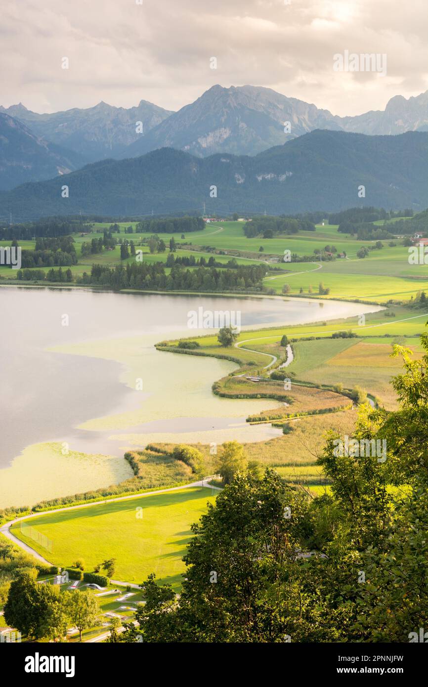 Swampland at lake Hopfensee (Bavaria) (Germany Stock Photo - Alamy