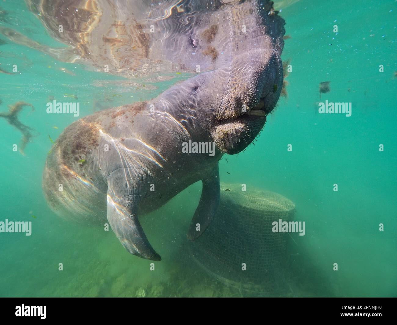 Round-tailed manatee (Trichechus manatus), Crystal River dive site ...