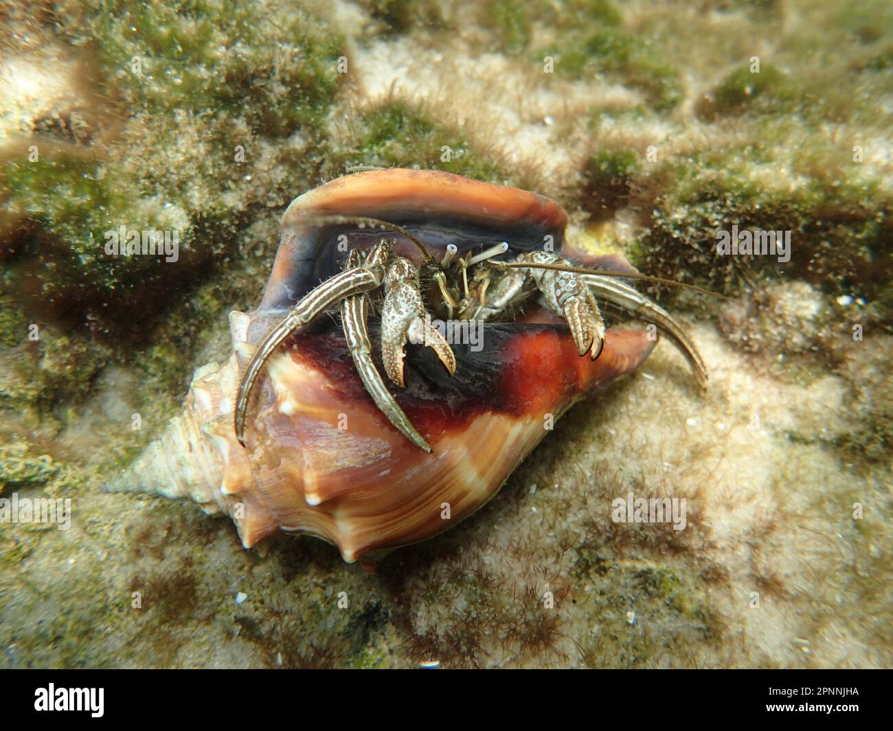 Shell key preserve hi-res stock photography and images - Alamy