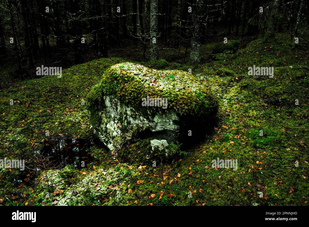 Mystical looking large stone, covered with moss, in a small light ...