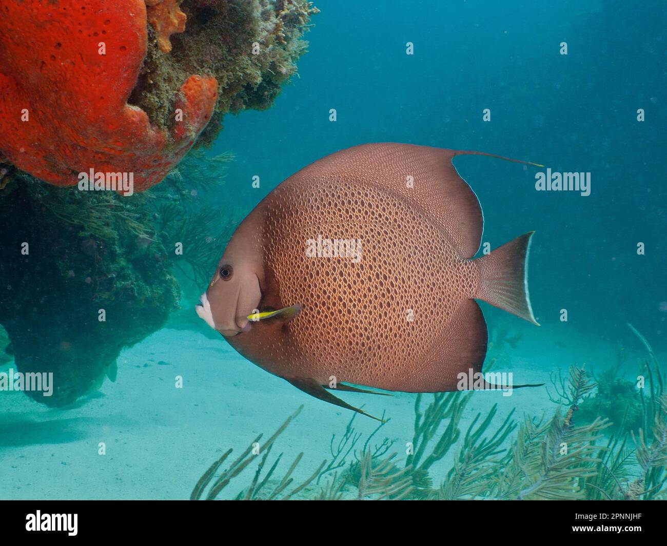 Gray angelfish (Pomacanthus arcuatus), dive site John Pennekamp Coral ...