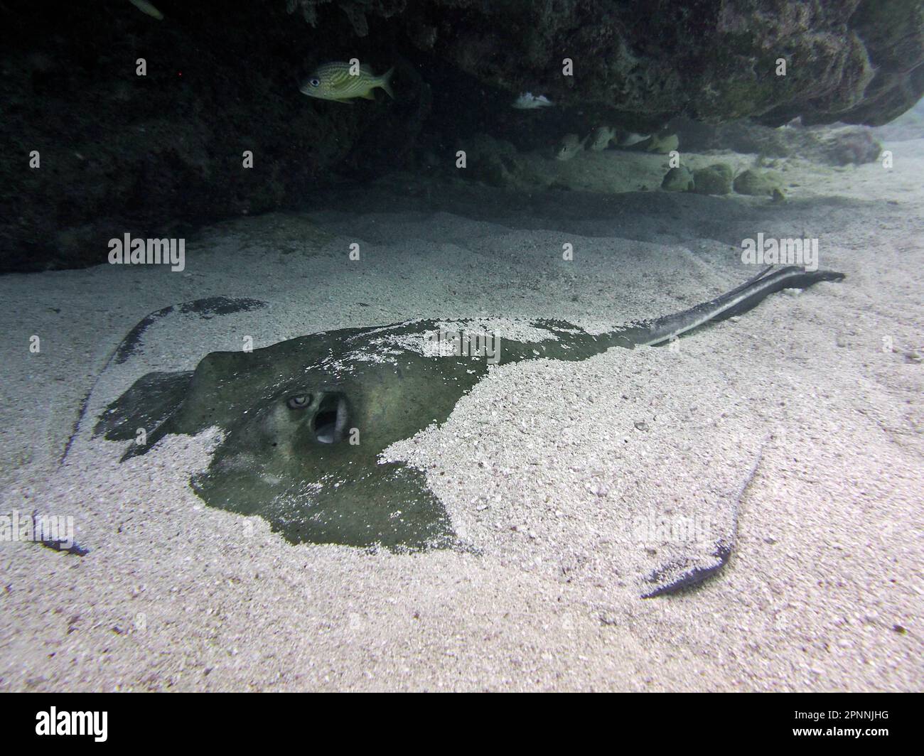 American stingray (Hypanus americanus) resting buried in the sand. Dive ...