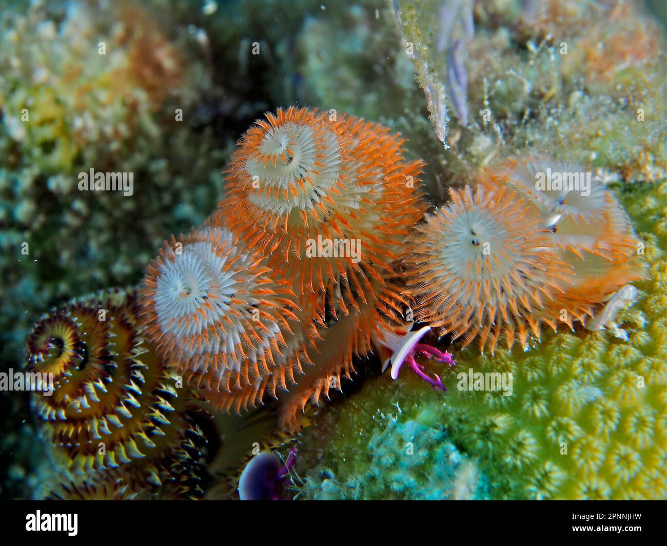 Different coloured specimens of Christmas tree worm (Spirobranchus ...