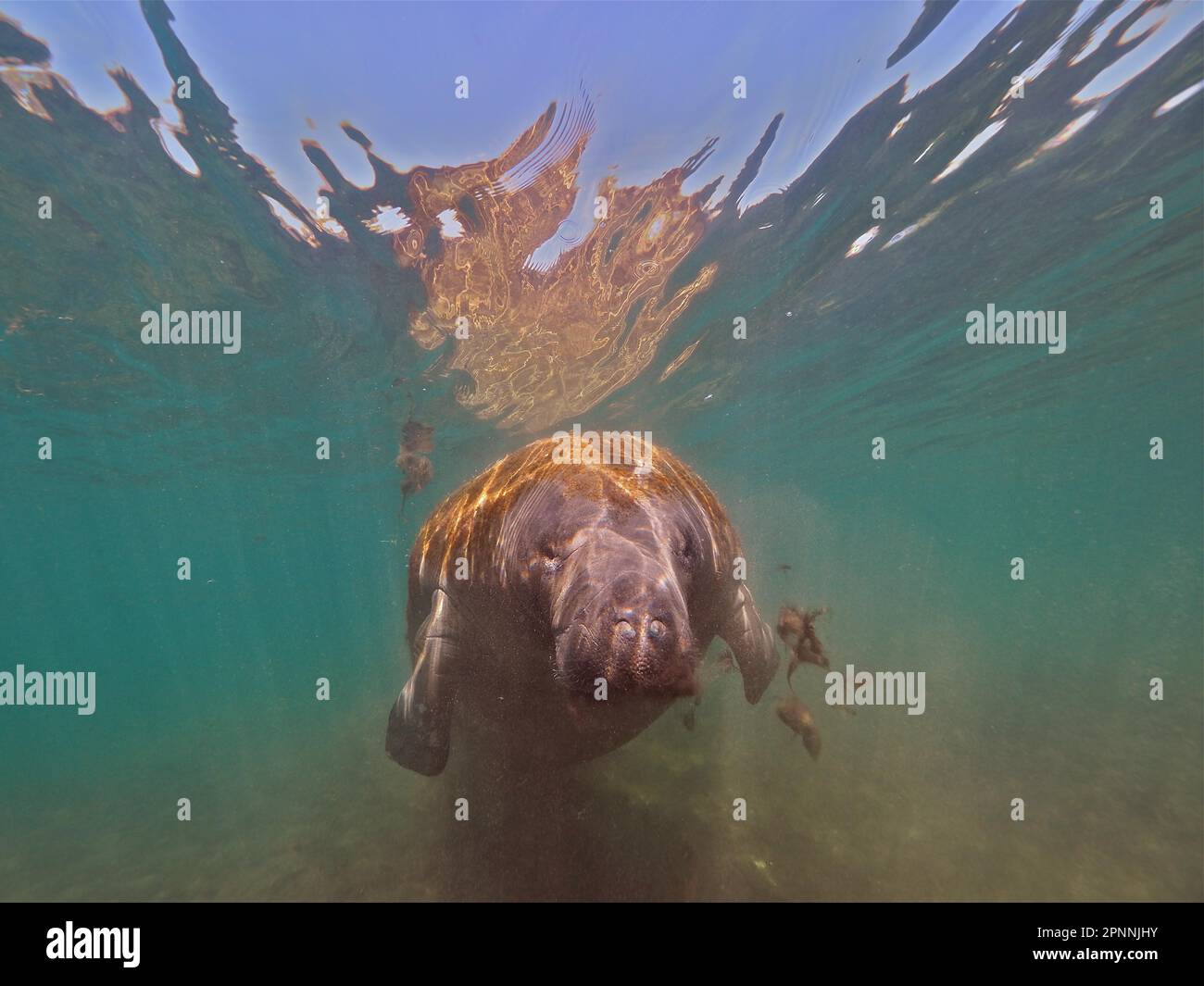 Round-tailed manatee (Trichechus manatus), Crystal River dive site ...