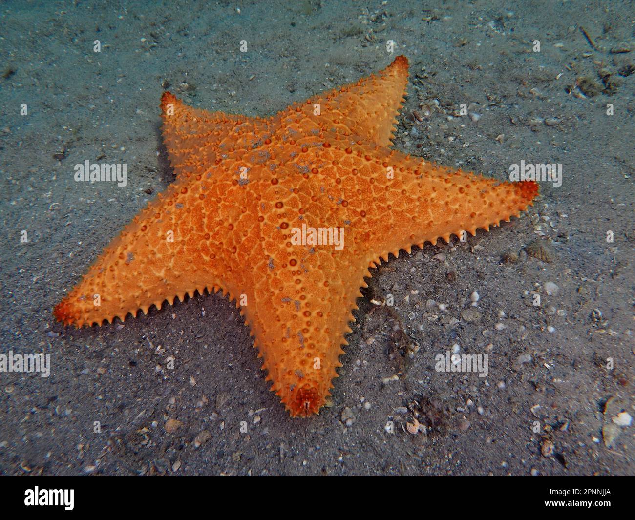 Red cushion sea star (Oreaster reticulatus), Blue Heron Bridge dive ...