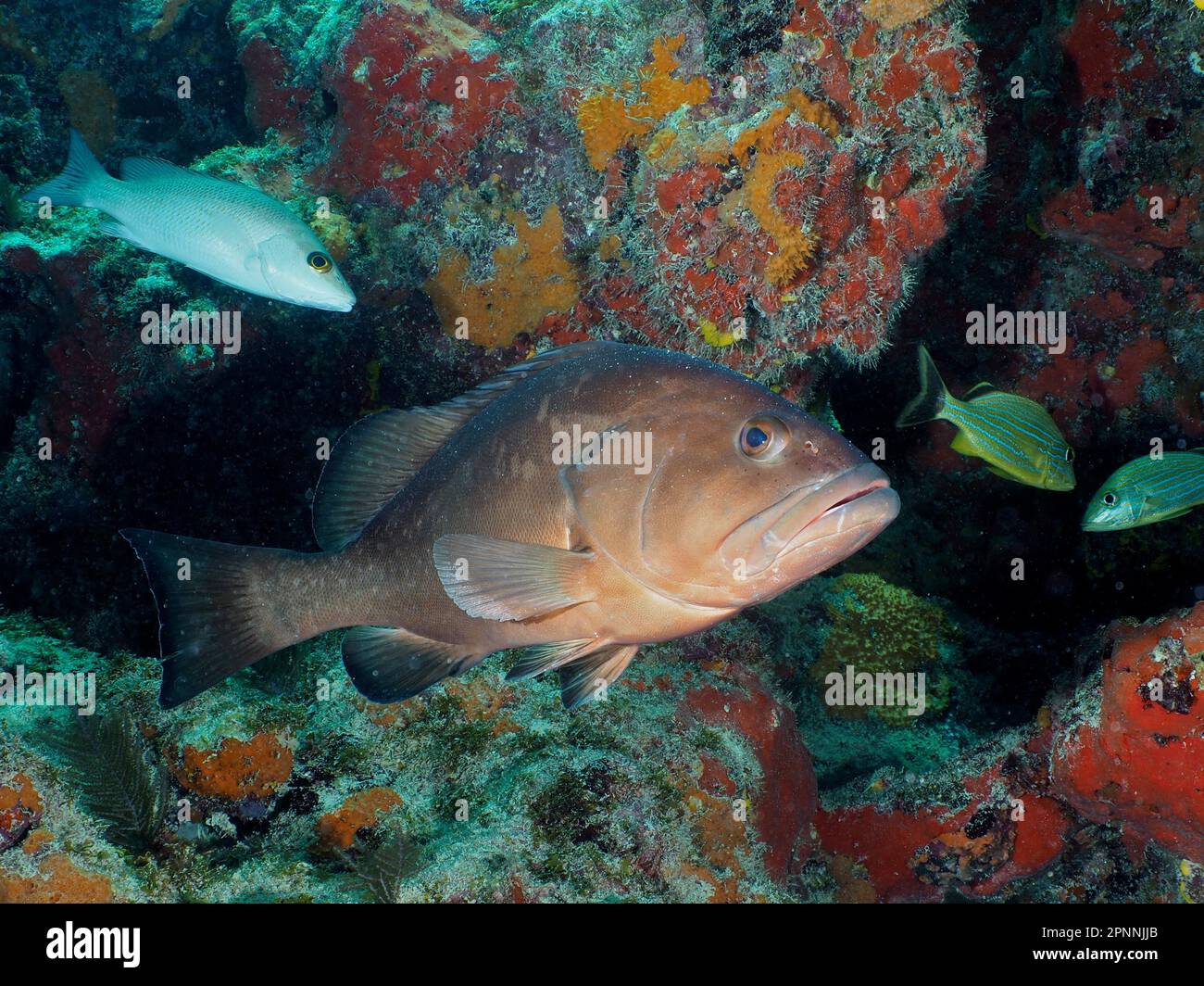 Black grouper (Mycteroperca bonaci), John Pennekamp Coral Reef State ...