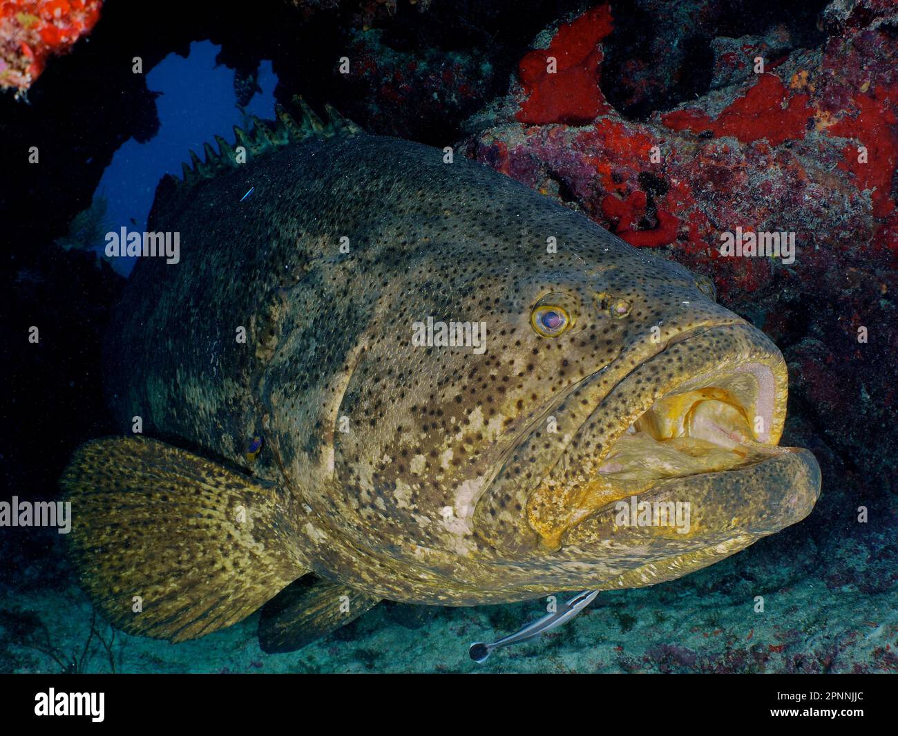Atlantic goliath grouper (Epinephelus itajara) with open mouth at ...