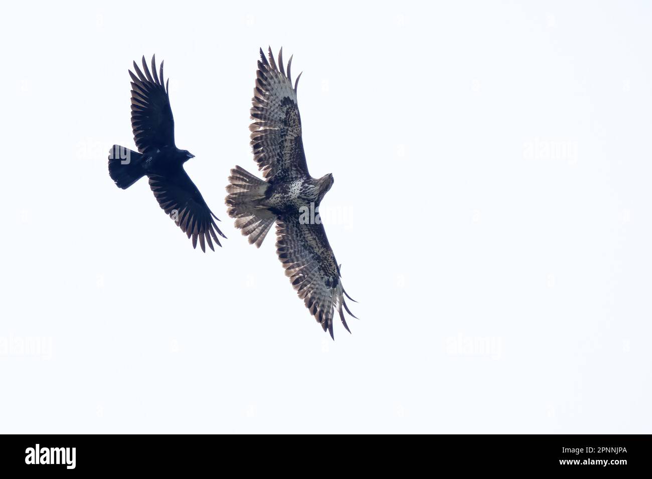 Crow attack hi-res stock photography and images - Alamy
