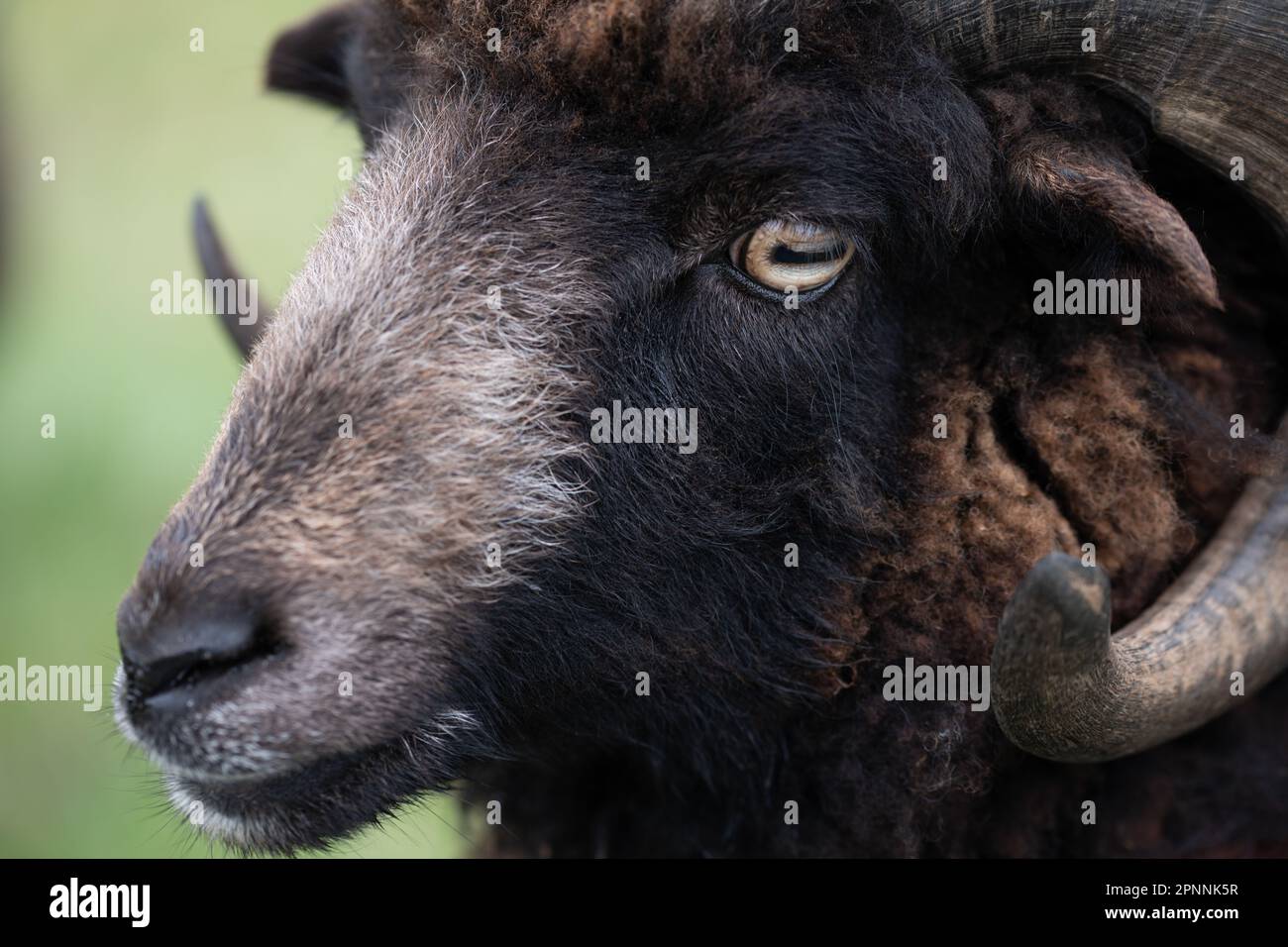 Close-up and portrait of a Heidschnucke, a hairy sheep with round horns ...