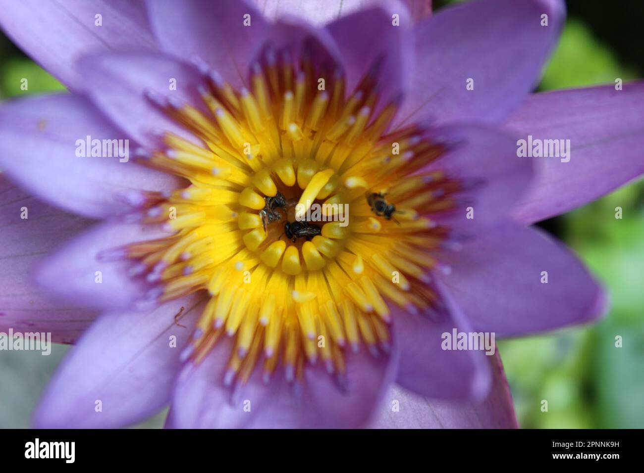Blue Water Lily Flower | Blue Lotus (Not Edited or Color changed Stock ...