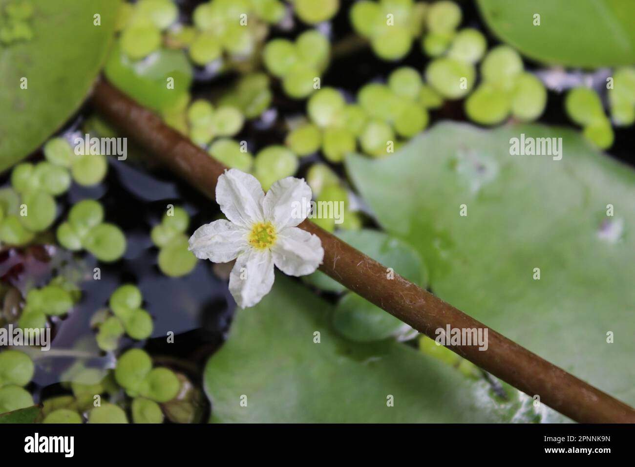 Small forest pond hi-res stock photography and images - Alamy