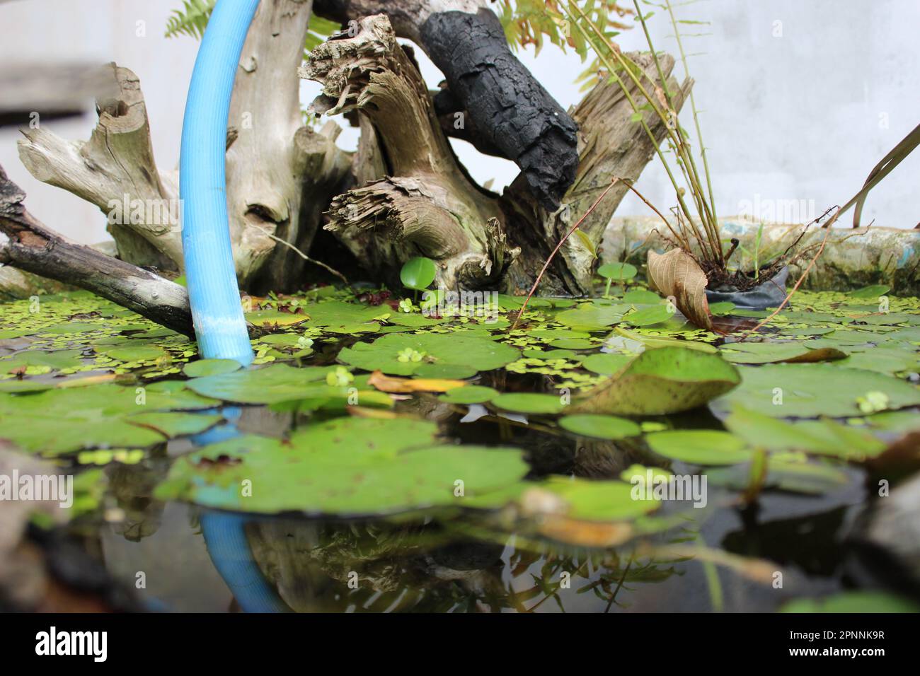 Small garden pond flowers trees hi-res stock photography and images - Alamy