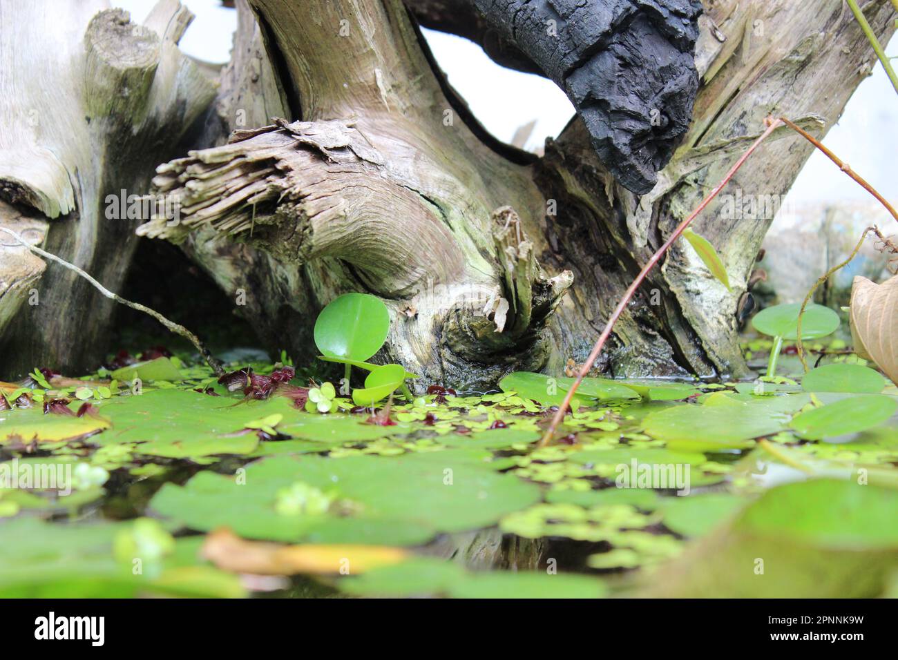Small pretty pond hi-res stock photography and images - Alamy