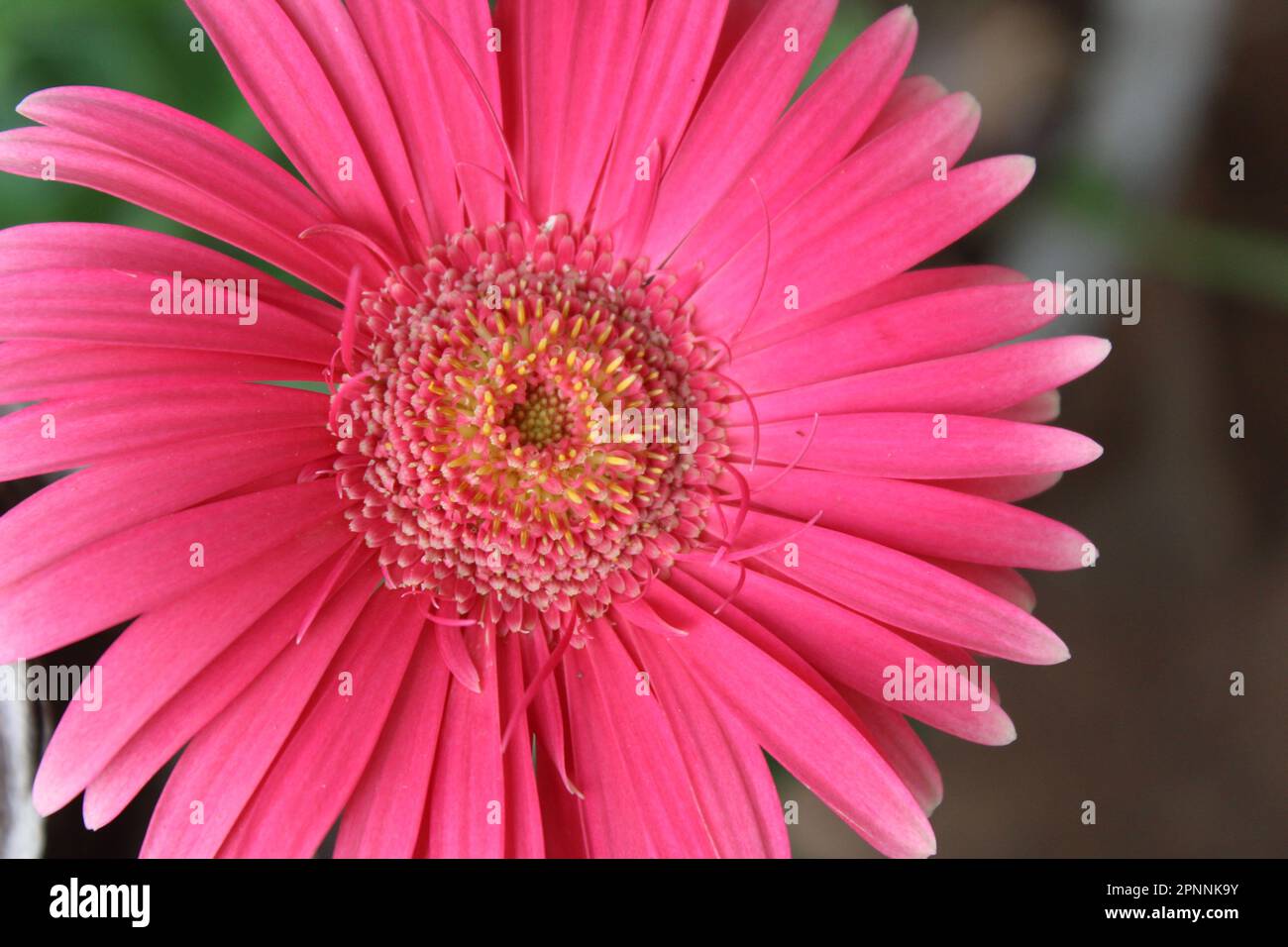 Flower 4k images hi-res stock photography and images - Alamy