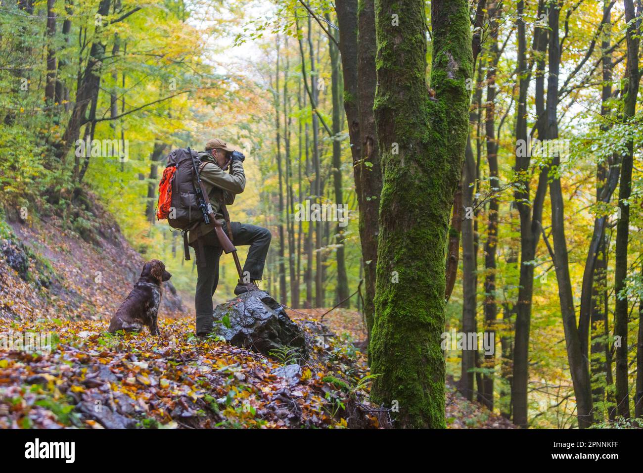 Hunter with dog on the stalk, hunting in the Thuringian Forest, DEU ...