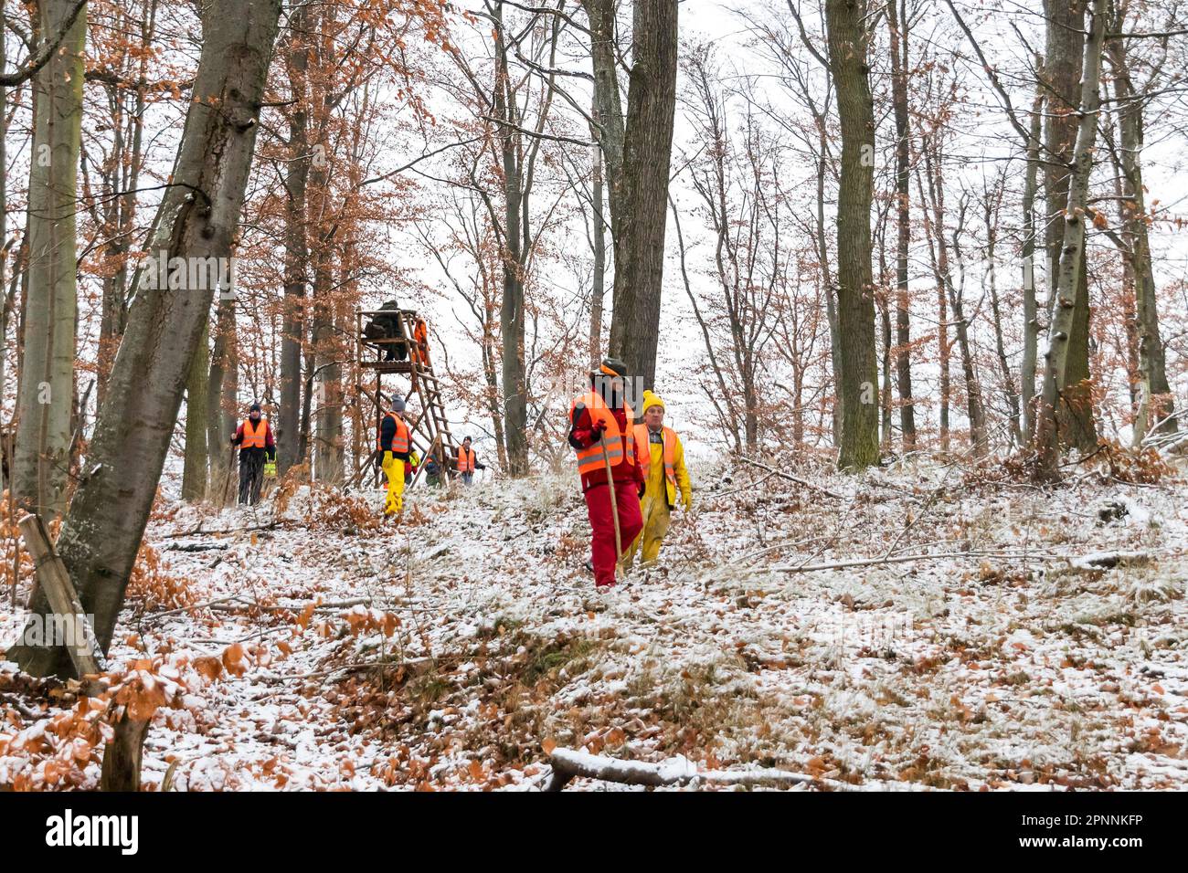 Driven hunt in Schoenbuch nature park Park, snow-covered forest, raised ...