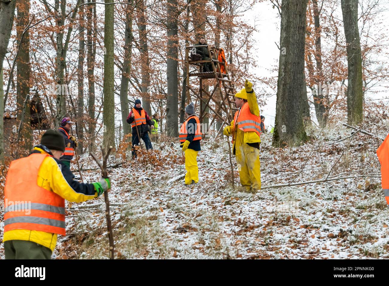 Driven hunt in Schoenbuch Nature Park, snow-covered forest, Ehningen ...