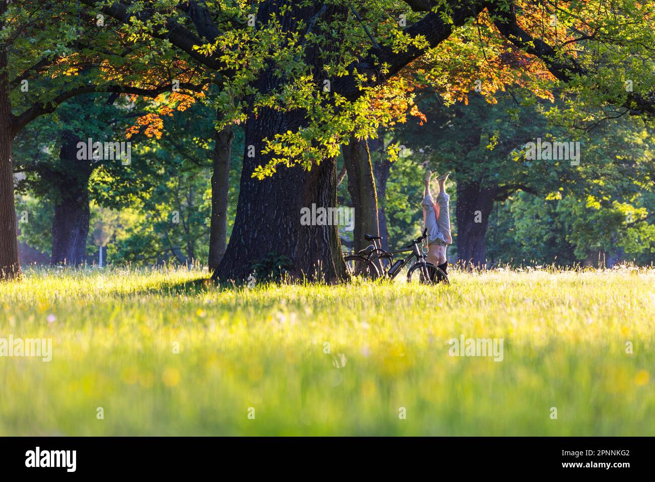 Yoga under old trees in Rosensteinpark, landscape park in Bad Cannstatt ...
