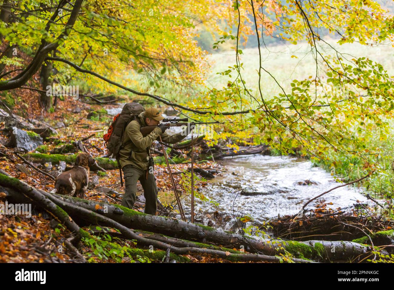 Hunter with dog on the stalk, hunting in the Thuringian Forest, DEU ...