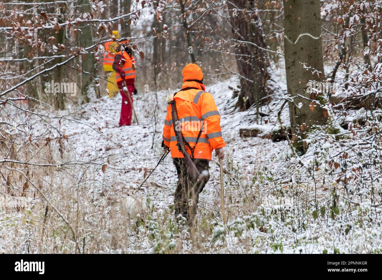 Driven hunt in Schoenbuch Nature Park, snow-covered forest, Ehningen ...