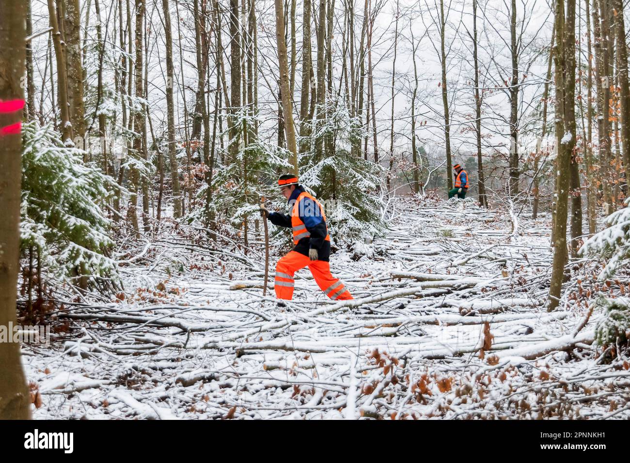Driven hunt in Schoenbuch Nature Park, snow-covered forest, Ehningen ...