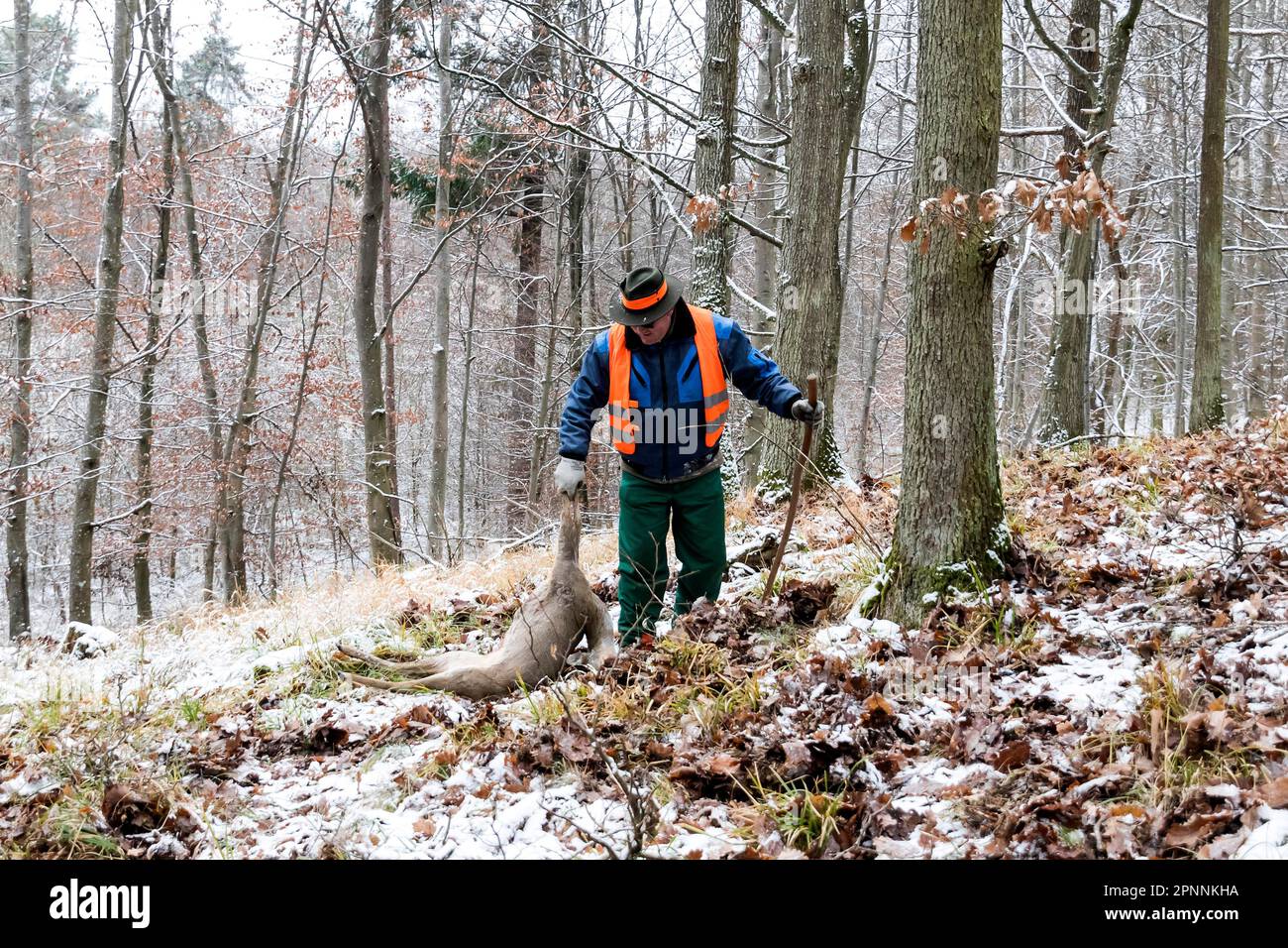 Driven hunt in Schoenbuch nature park Park, snow-covered forest, beater ...