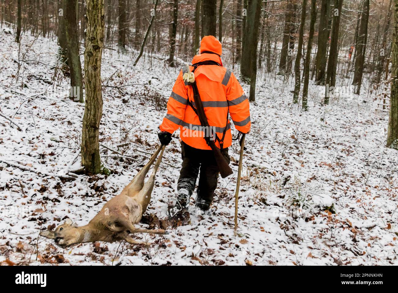 Driven hunt in Schoenbuch nature park Park, snow-covered forest, hunter ...