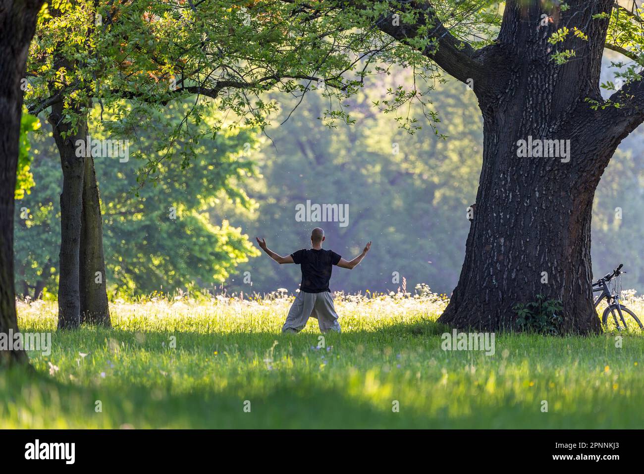 Yoga under old trees in Rosensteinpark, landscape park in Bad Cannstatt ...