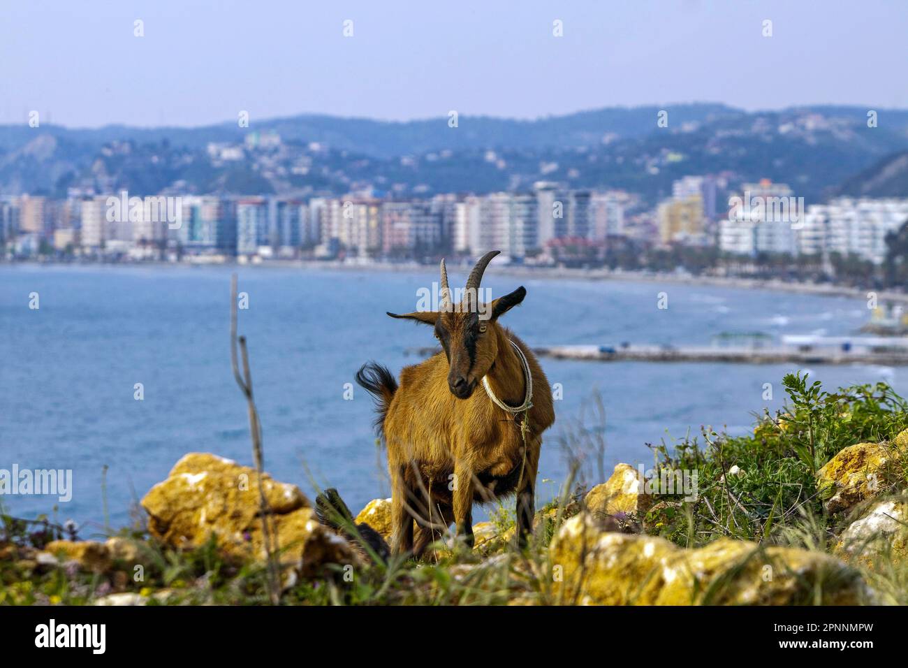 View of Vlora, city view with beach and sea, a goat grazing in a meadow ...